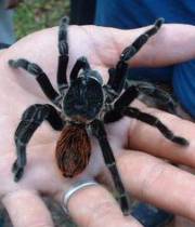 Ars Curandi - Materia Medica Tarentula Hispanica